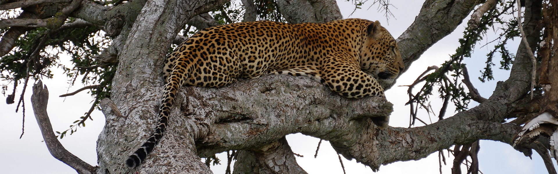 Safari In Kenia - Bush Adventure