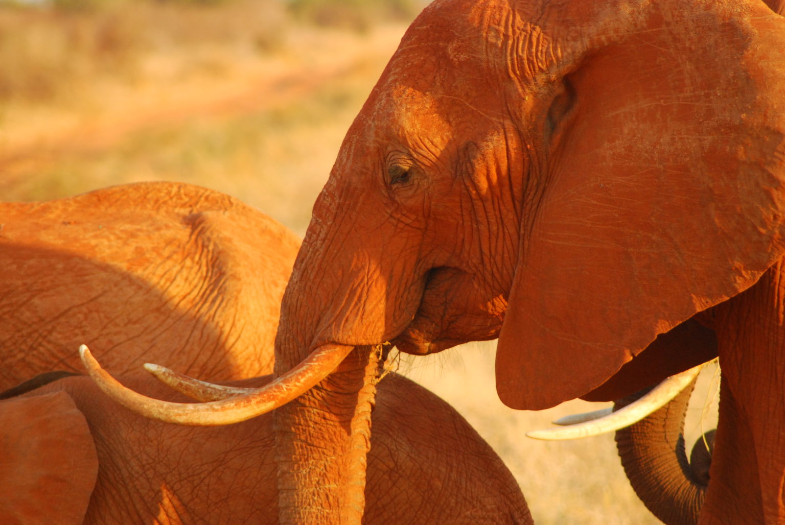 Individuelle Safaris - Bush Adventure