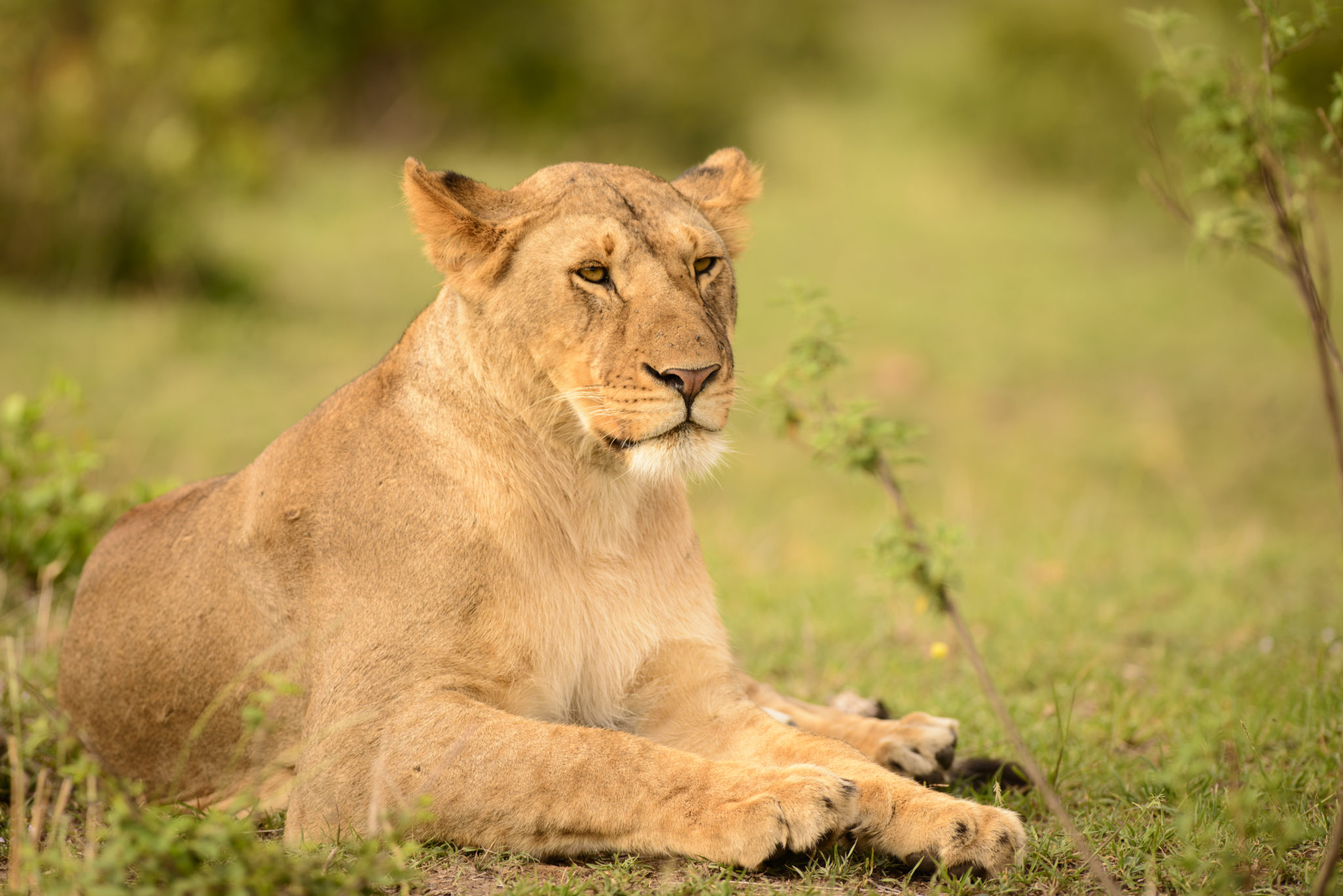 Individuelle Safaris - Bush Adventure